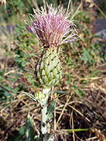 Wavy-Leaf Thistle, Cirsium Undulatum