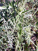 Wavy-Leaf Thistle, Cirsium Undulatum