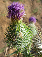 Bull Thistle, Cirsium Vulgare