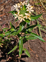 Large-flowered Collomia, Collomia Grandiflora