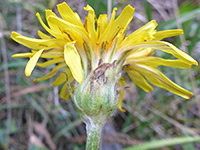 Meadow Hawksbeard, Crepis Runcinata