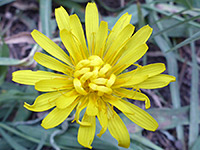 Meadow Hawksbeard, Crepis Runcinata