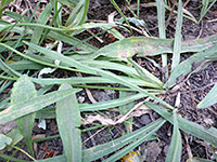Meadow Hawksbeard, Crepis Runcinata