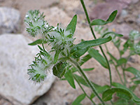 Bearded Cryptantha, Cryptantha Barbigera