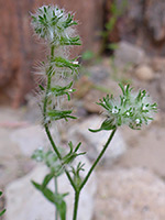 Bearded Cryptantha, Cryptantha Barbigera
