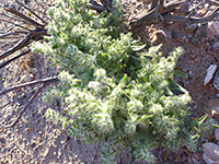 Bearded Cryptantha, Cryptantha Barbigera