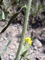 Mojave Popcorn Flower, Cryptantha Confertiflora