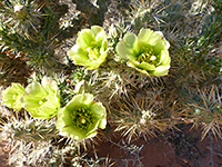 Cylindropuntia echinocarpa, silver cholla