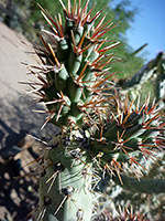 Cylindropuntia prolifera, coastal cholla