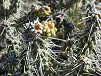 Cylindropuntia whipplei, whipple cholla