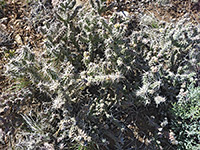 Cylindropuntia whipplei, whipple cholla