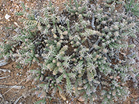 Cylindropuntia whipplei, whipple cholla
