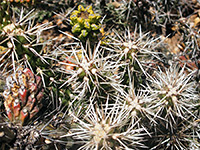 Cylindropuntia whipplei, whipple cholla