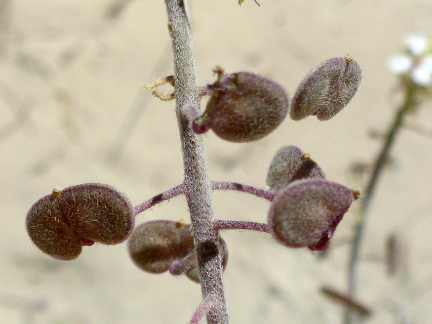 Spectacle Pod, Dimorphocarpa Wislizeni