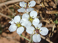 Spectacle Pod, Dimorphocarpa Wislizeni