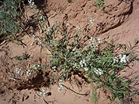 Spectacle Pod, Dimorphocarpa Wislizeni