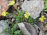 Golden Draba, Draba Aurea