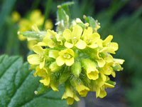 Golden Draba, Draba Aurea