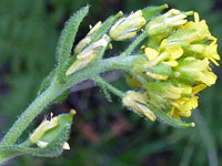 Golden Draba, Draba Aurea