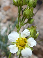 Sticky Cinquefoil, Drymocallis Glandulosa