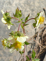 Sticky Cinquefoil, Drymocallis Glandulosa