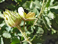 Sticky Cinquefoil, Drymocallis Glandulosa