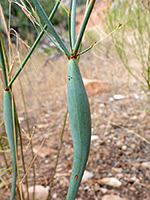 Western USA wildflowers: Desert Trumpet, Eriogonum Inflatum
