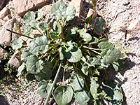 Western USA wildflowers: Desert Trumpet, Eriogonum Inflatum