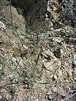 Western USA wildflowers: Desert Trumpet, Eriogonum Inflatum