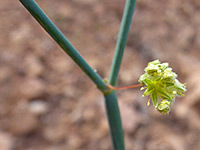 Western USA wildflowers: Desert Trumpet, Eriogonum Inflatum