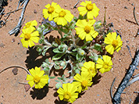 Woolly Daisy, Eriophyllum Wallacei