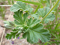 Texas Stork Bill, Erodium Texanum