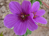 Texas Stork Bill, Erodium Texanum