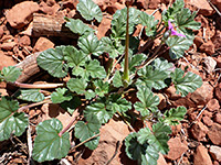 Texas Stork Bill, Erodium Texanum