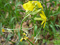 Spreading Wallflower, Erysimum Repandum