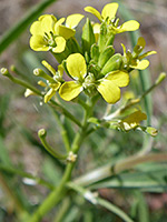 Spreading Wallflower, Erysimum Repandum