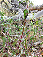 Showy Goldeneye, Heliomeris Multiflora