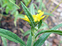 Showy Goldeneye, Heliomeris Multiflora