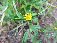 Showy Goldeneye, Heliomeris Multiflora