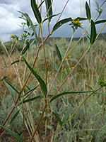 Showy Goldeneye, Heliomeris Multiflora