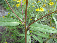 Showy Goldeneye, Heliomeris Multiflora