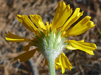 Bigelow's Rubberweed, Hymenoxys Bigelovii