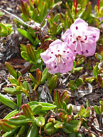 Alpine Laurel, Kalmia Microphylla