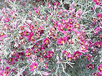 Littleleaf Ratany, Krameria Erecta