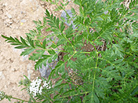 Loveroot, Ligusticum Porteri