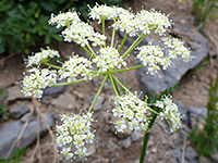 Loveroot, Ligusticum Porteri