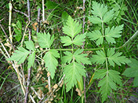 Loveroot, Ligusticum Porteri