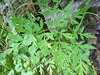 Loveroot, Ligusticum Porteri