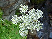 Loveroot, Ligusticum Porteri