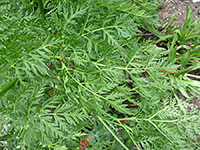 Loveroot, Ligusticum Porteri